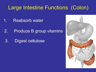 Animal digestive system | PPT
