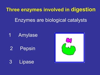 Animal digestive system | PPT