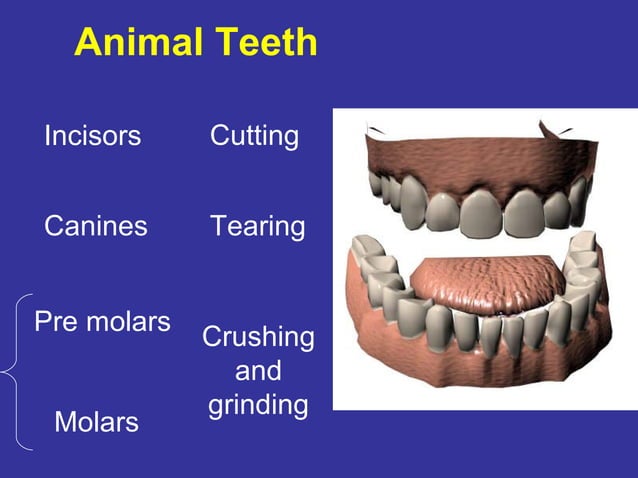 Animal digestive system | PPT | Digestive Disorders | Diseases and ...