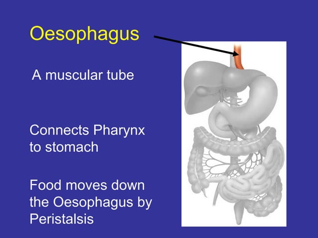 Animal digestive system | PPT | Digestive Disorders | Diseases and ...