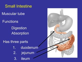 Animal digestive system | PPT