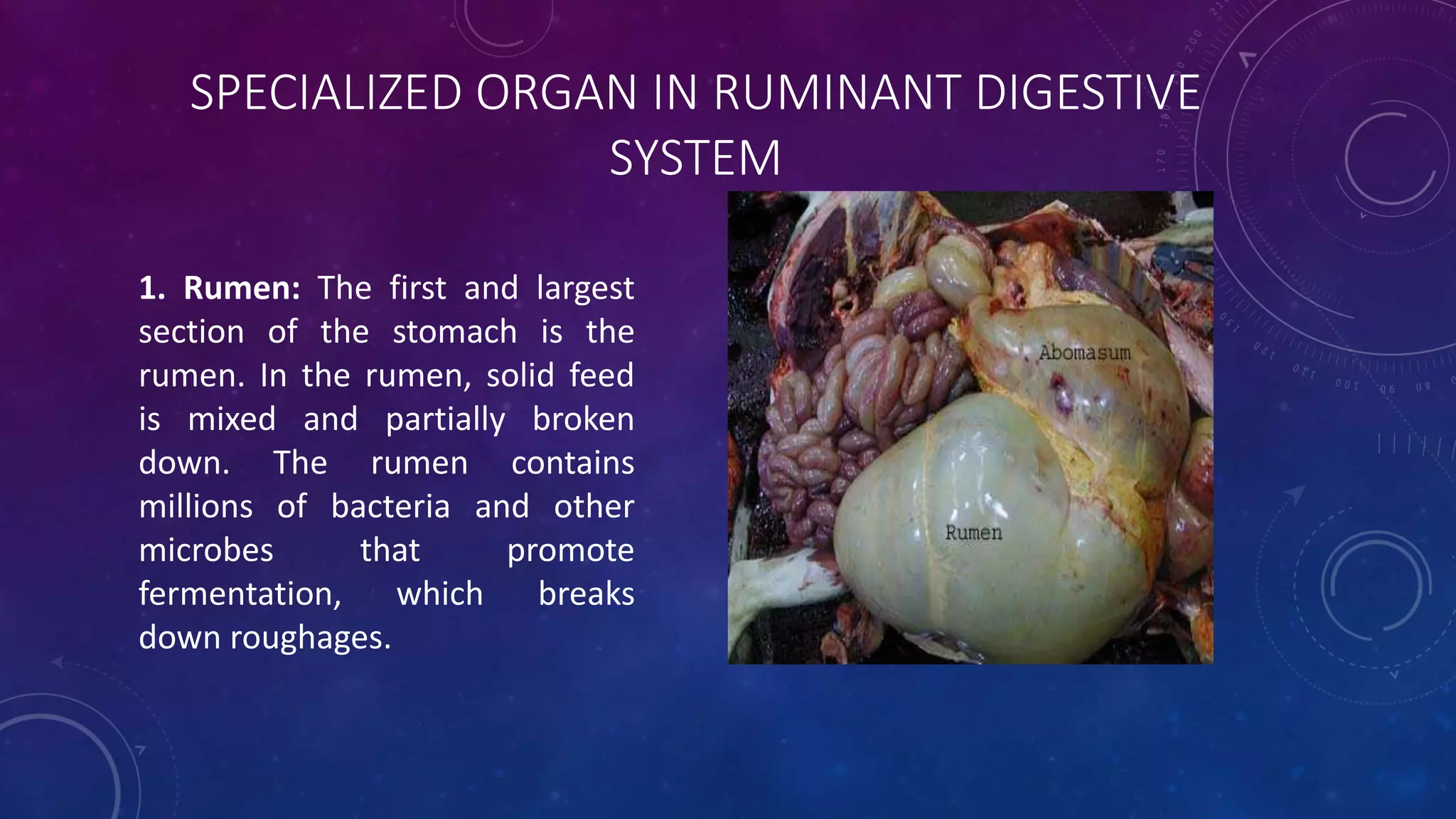 Animal Digestive System | PPTX