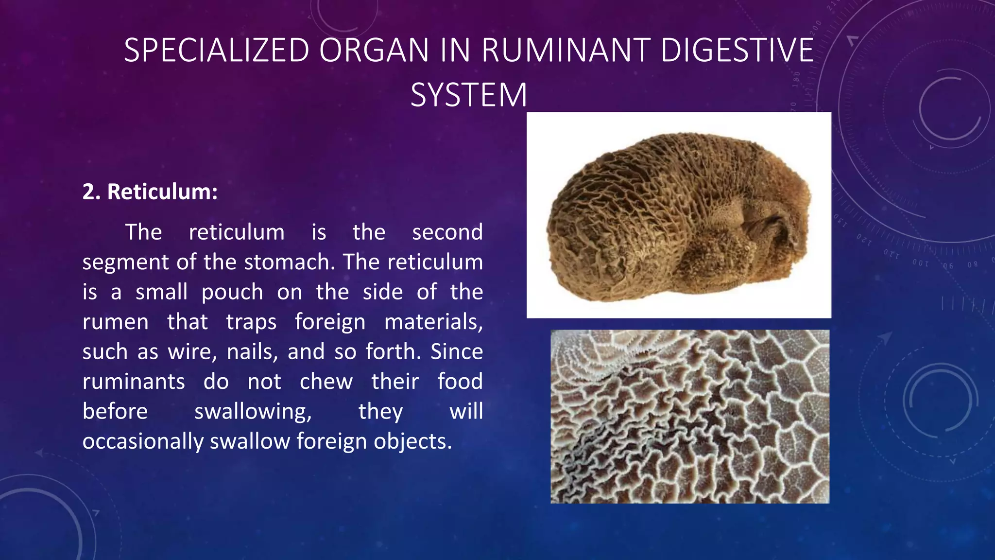 Animal Digestive System | PPTX