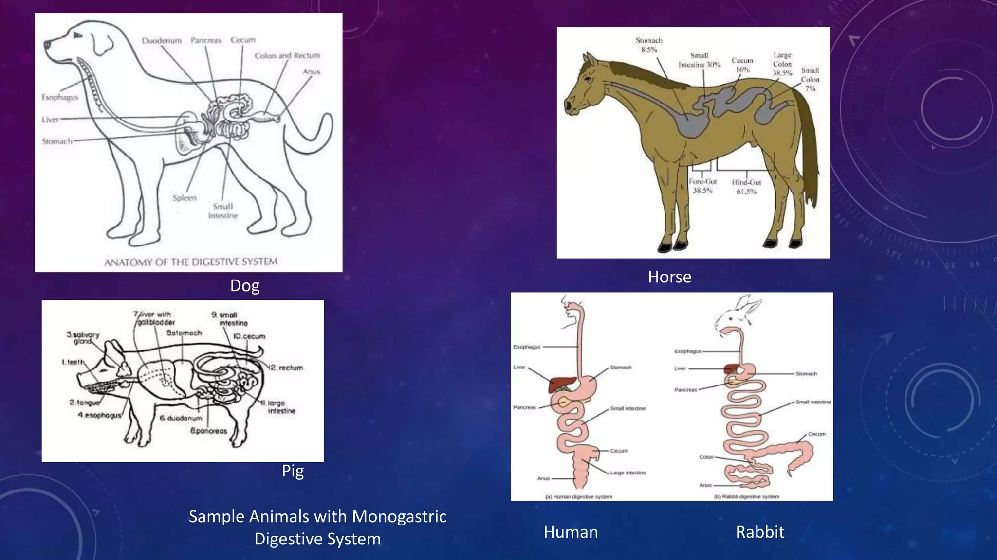 Animal Digestive System | PPTX