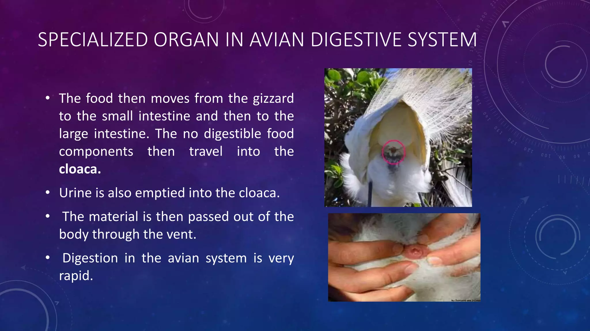 Animal Digestive System | PPTX