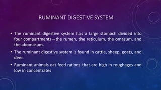 Animal Digestive System | PPTX