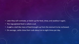 Animal Digestive System | PPTX