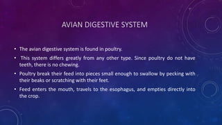 Animal Digestive System | PPTX