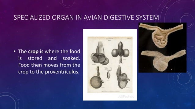Animal Digestive System | PPTX