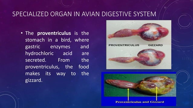 Animal Digestive System | PPTX