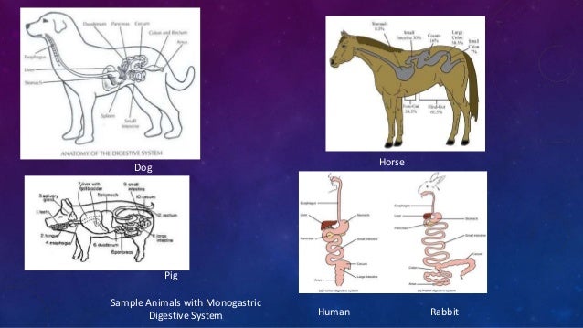 Animal Digestive System