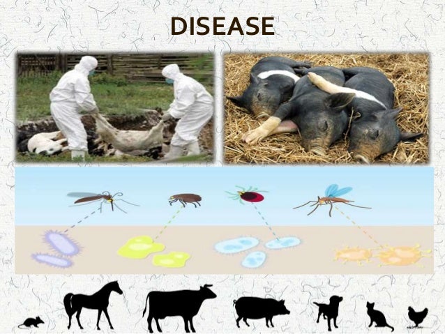 Animal Disease Control