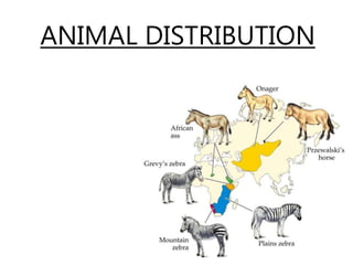 Animal distribution on earth | PPTX