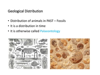 Animal distribution on earth | PPTX