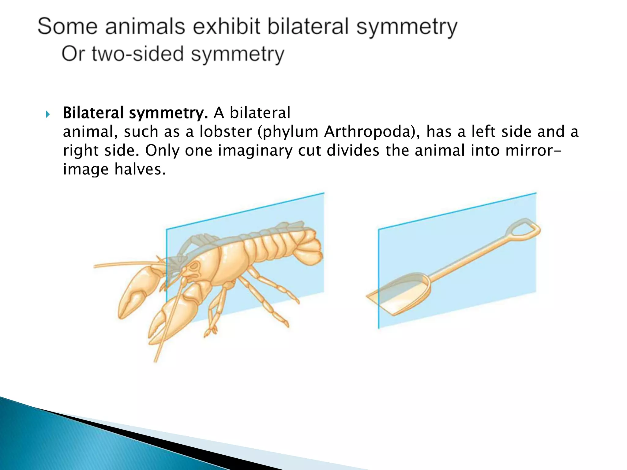 Animal diversity | PPTX