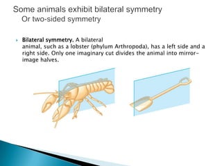 Animal diversity | PPTX