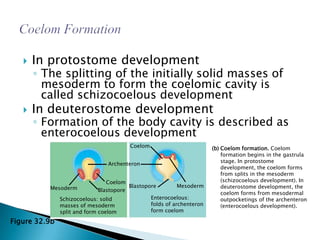 Animal diversity | PPTX