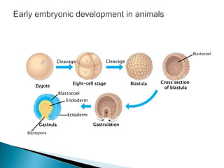 Animal diversity | PPTX