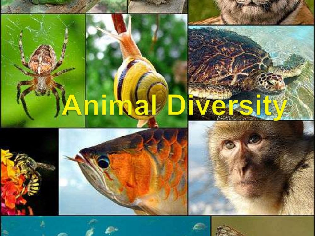 Animal diversity