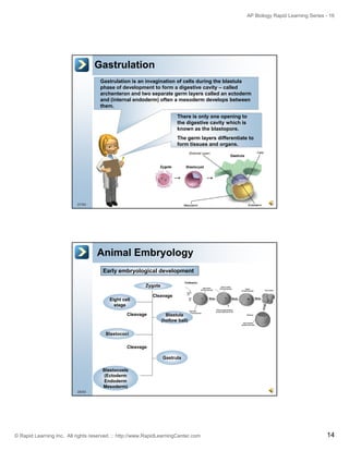 Animal diversity | PDF