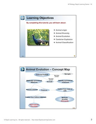 Animal diversity | PDF | Biological Sciences | Science