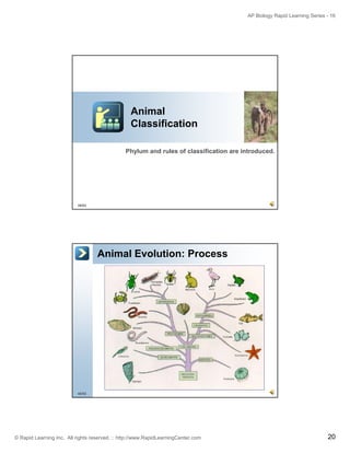 Animal diversity | PDF | Biological Sciences | Science