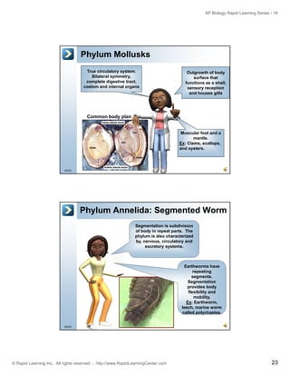 Animal diversity | PDF | Biological Sciences | Science
