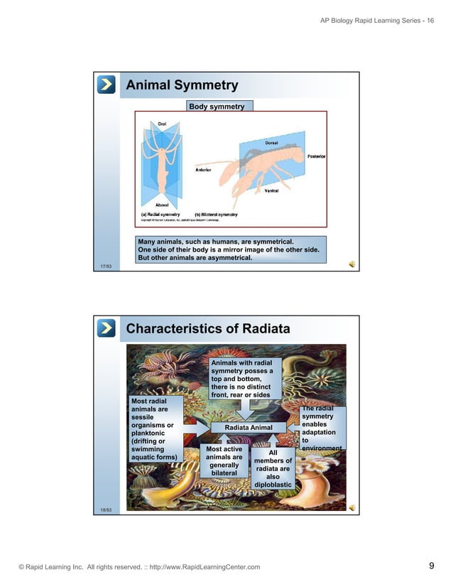 Animal diversity | PDF | Biological Sciences | Science