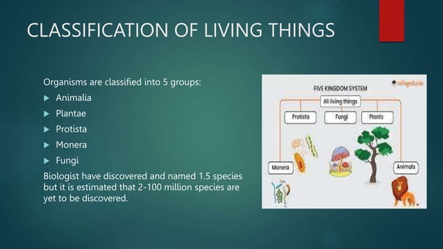 Presentation on animal diversity and classification | PPT