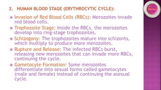 ANIMAL DIVERSITY.pptx BSc boatnay honours GE | PPT