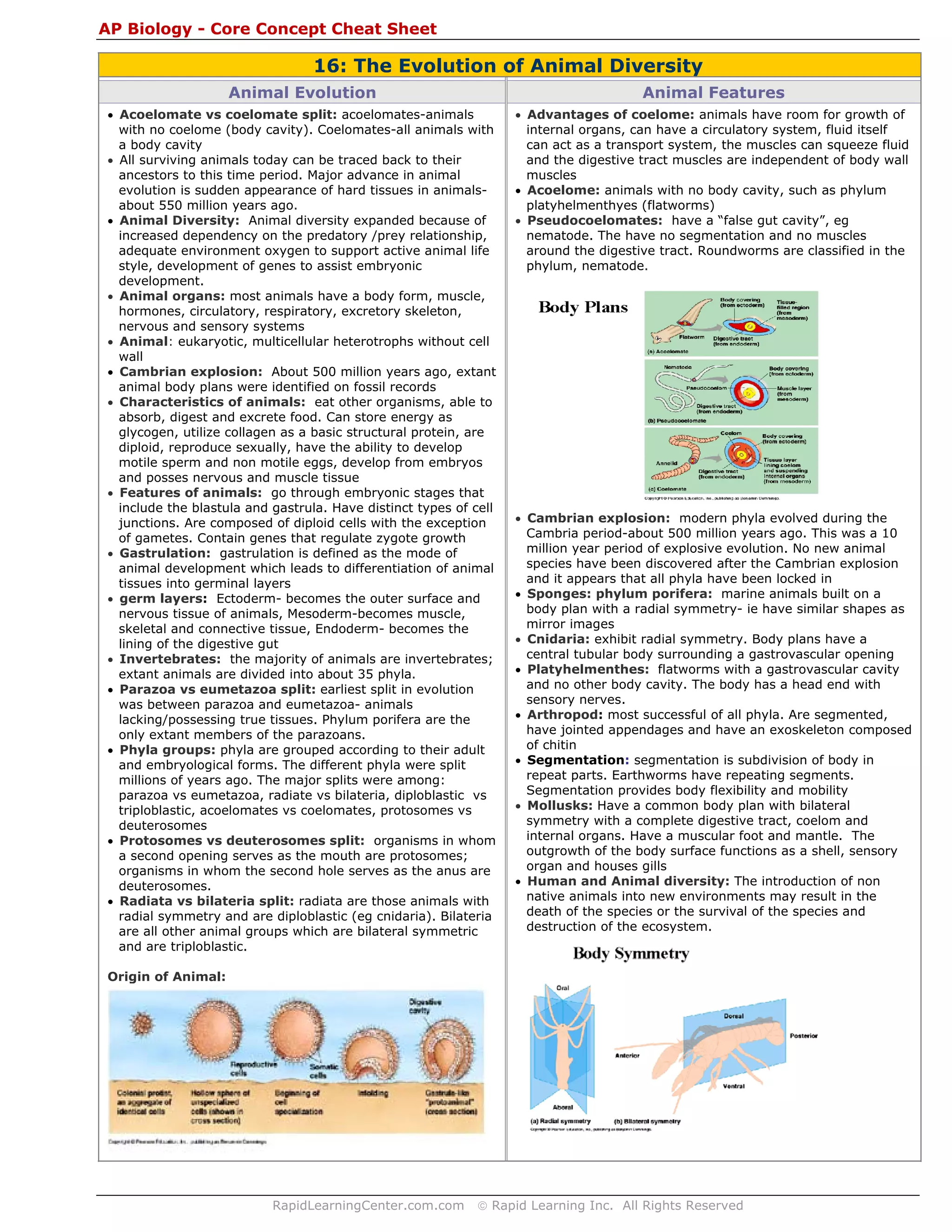 Animal diversity cheat sheet | PDF