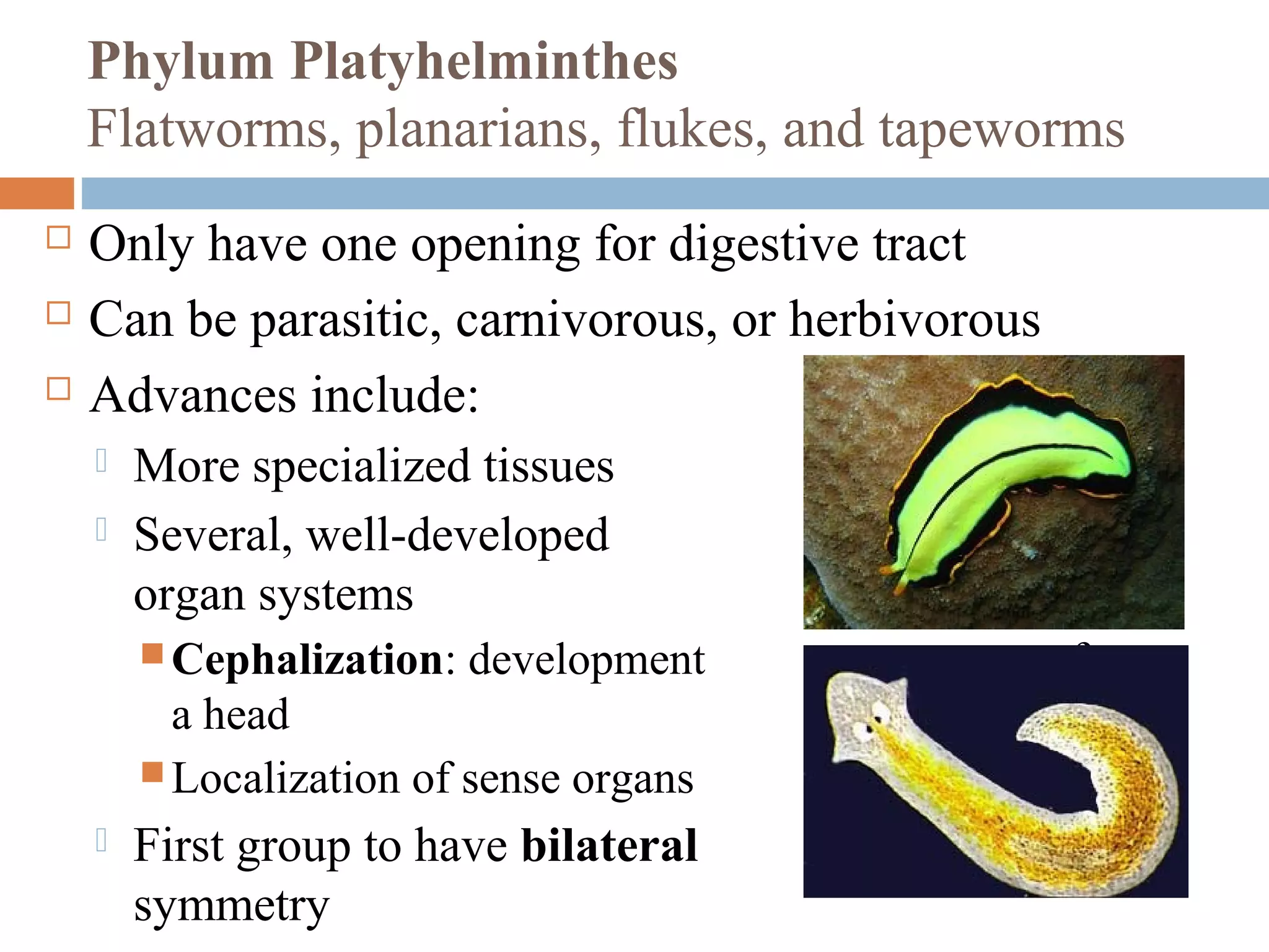 Animal Diversity and Evolution | PPT