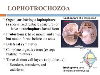 Animal Diversity and Evolution | PPT