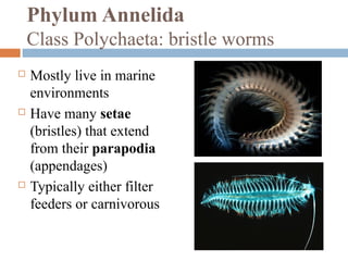 Animal Diversity and Evolution | PPT