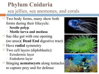 Animal Diversity and Evolution | PPT