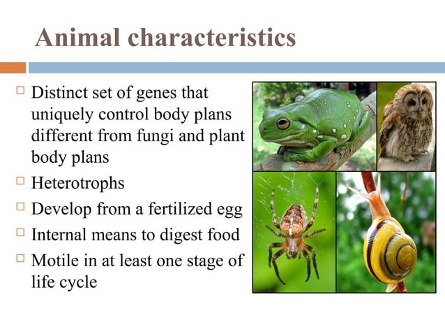 Animal Diversity and Evolution | PPT