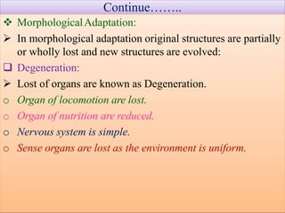 ANIMAL DIVERSITY I CHAP 7.pptx