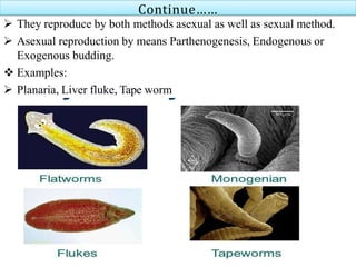 ANIMAL DIVERSITY I CHAP 7.pptx