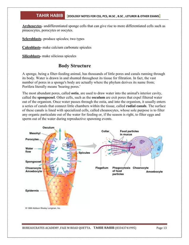 Animal diversity (Zoology) notes | PDF