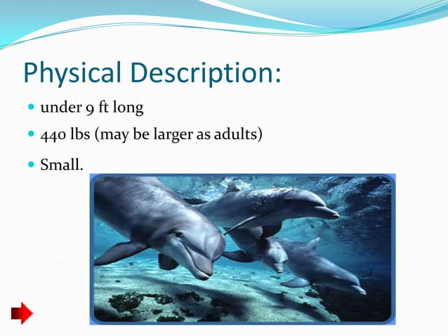 Animal, dolphin powerpoint | PPTX | Zoos & Aquariums | Attractions