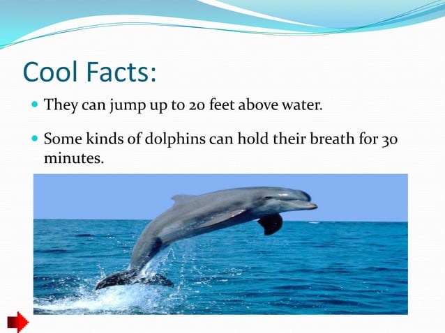 Animal, dolphin powerpoint | PPTX | Zoos & Aquariums | Attractions