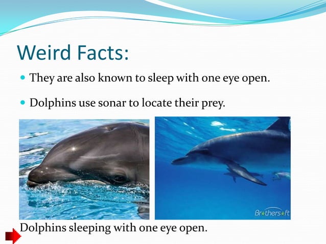 Animal, dolphin powerpoint | PPTX | Zoos & Aquariums | Attractions