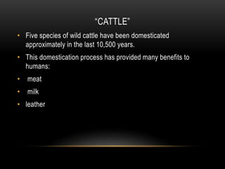 Animal domestication 1B | PPTX