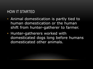 Animal domestication 1B | PPTX