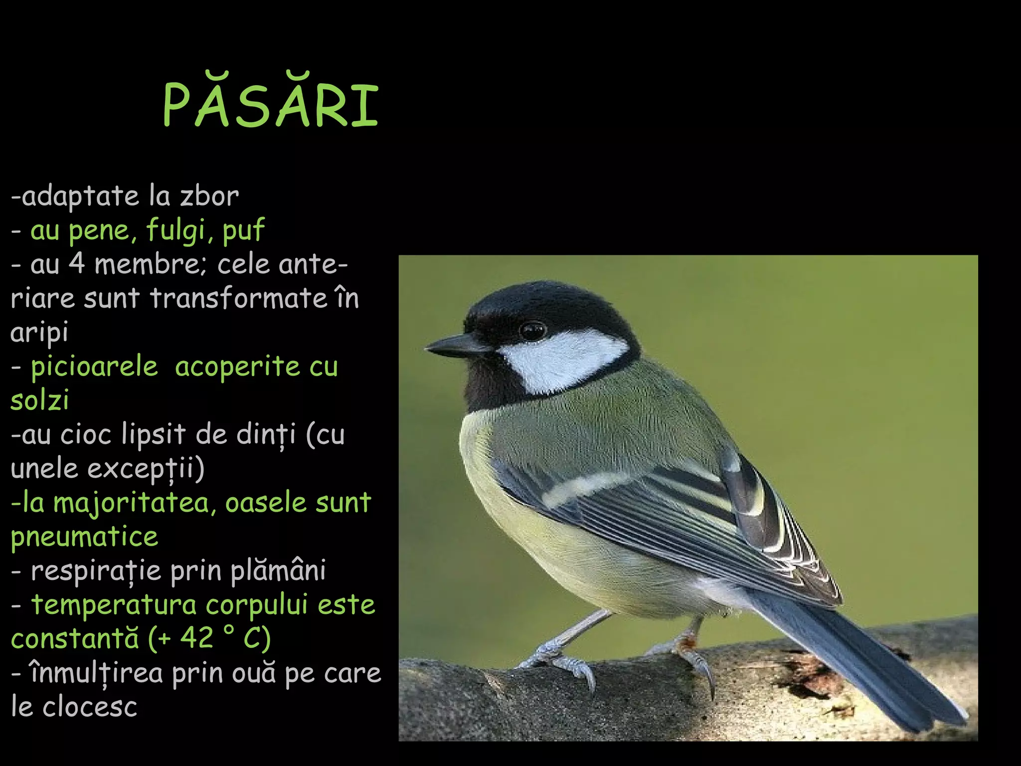 Animale | PPT