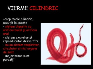 Animale | PPT