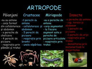Animale | PPT