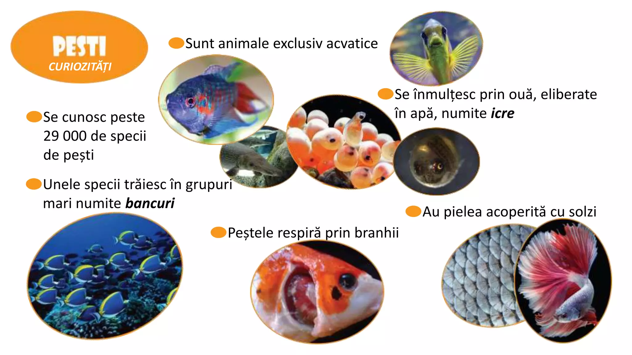Animale | PPSX