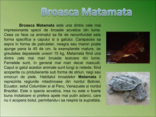 Animaleciudate1traian | PPT