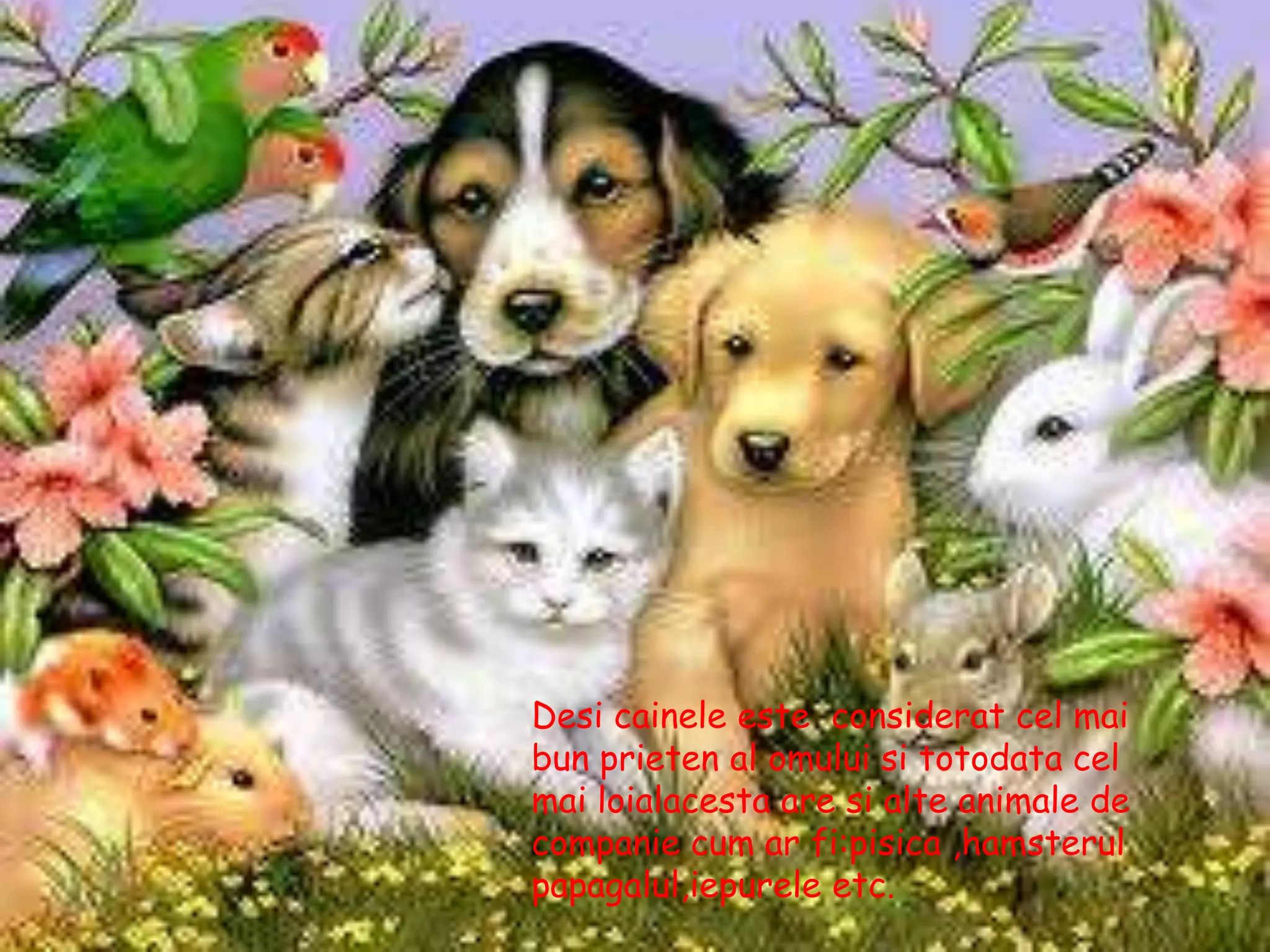 Animale de companie | PPTX